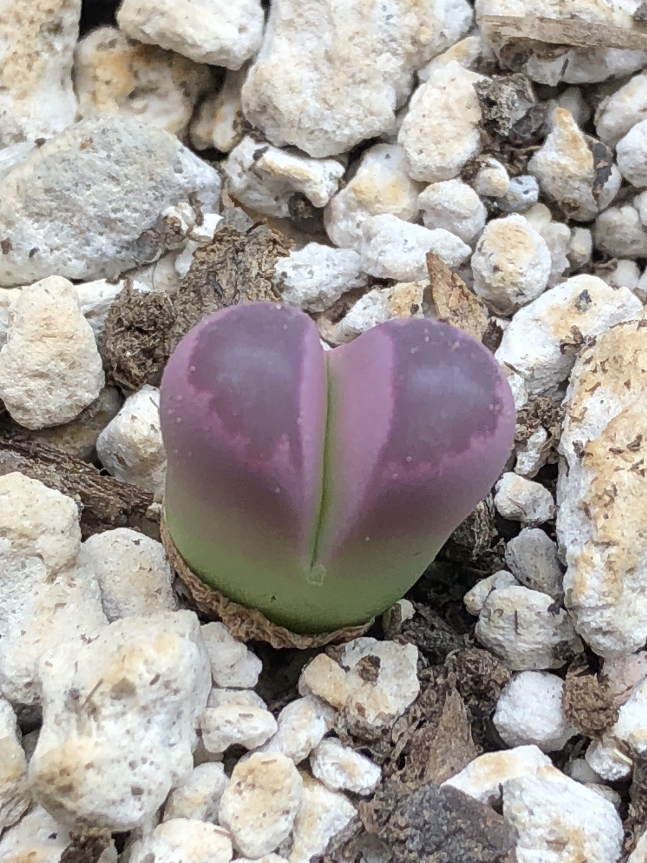 5 Red Plants for Your Valentine – Liquidambar Girl Gardening