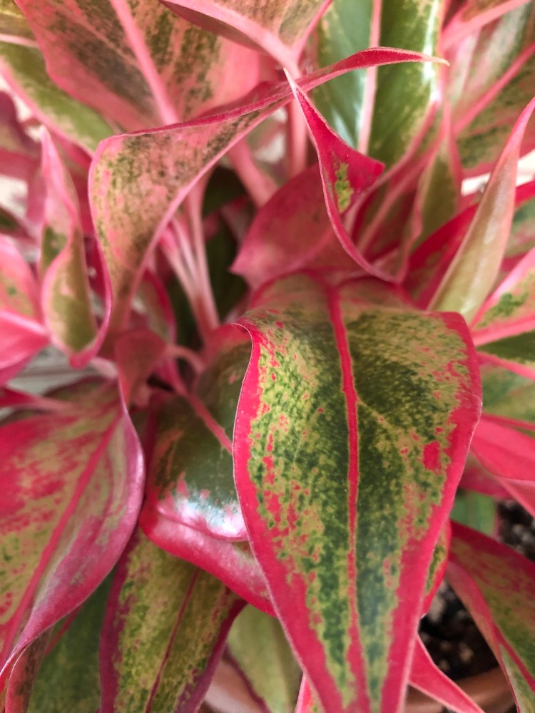 5 Red Plants for Your Valentine – Liquidambar Girl Gardening