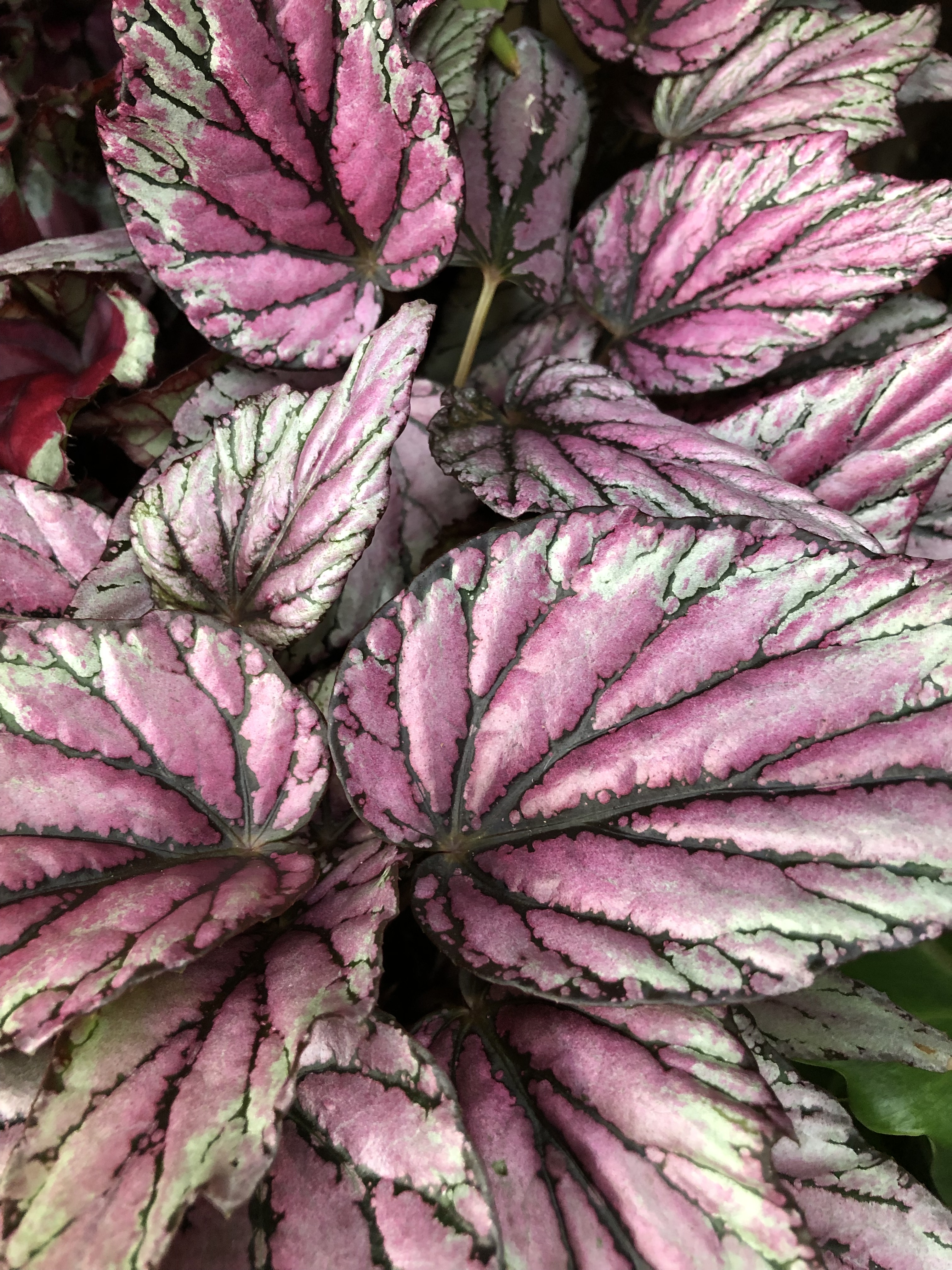 Pink Plants for Your Valentine – Liquidambar Girl Gardening