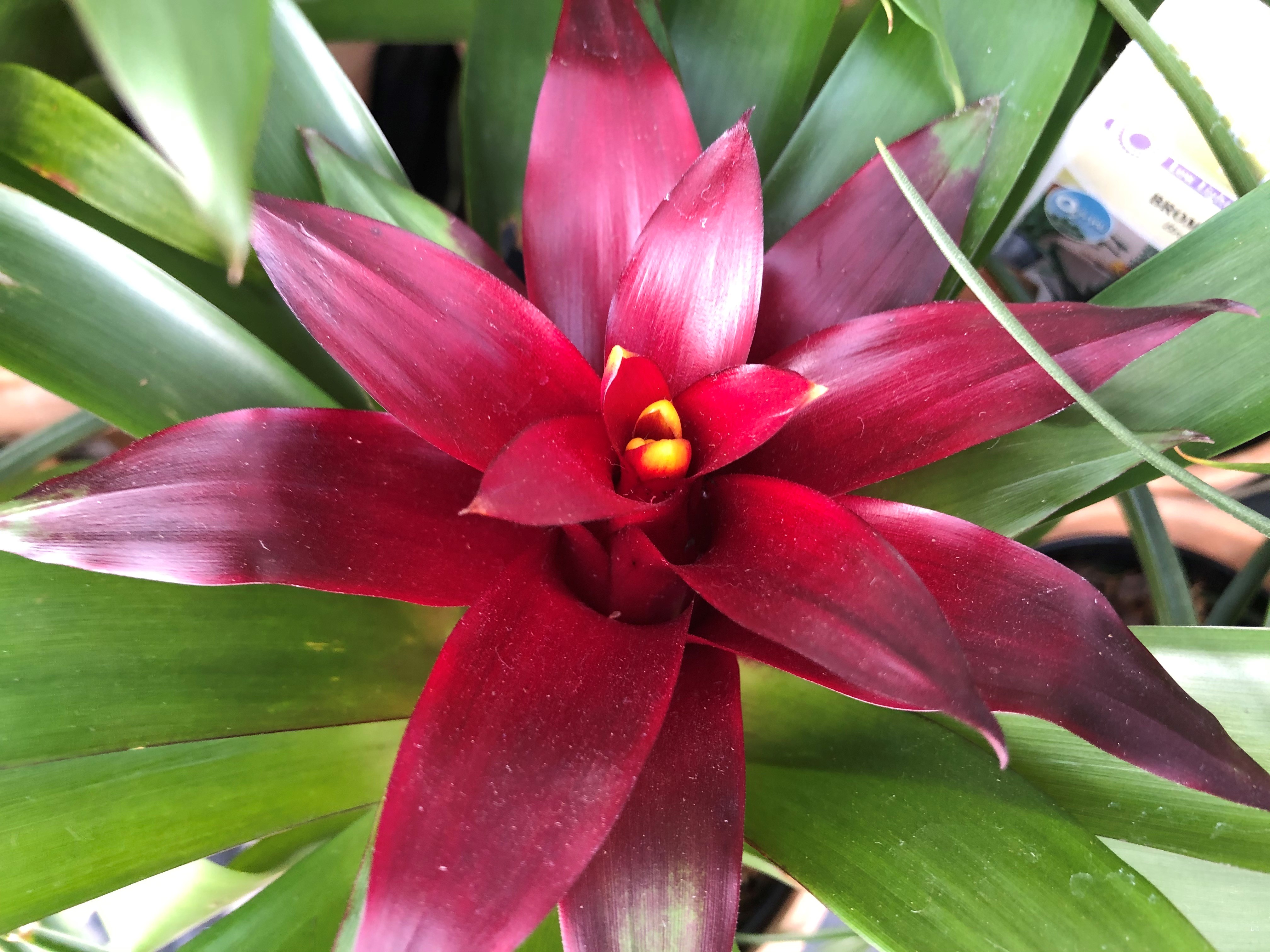 5 Red Plants for Your Valentine – Liquidambar Girl Gardening