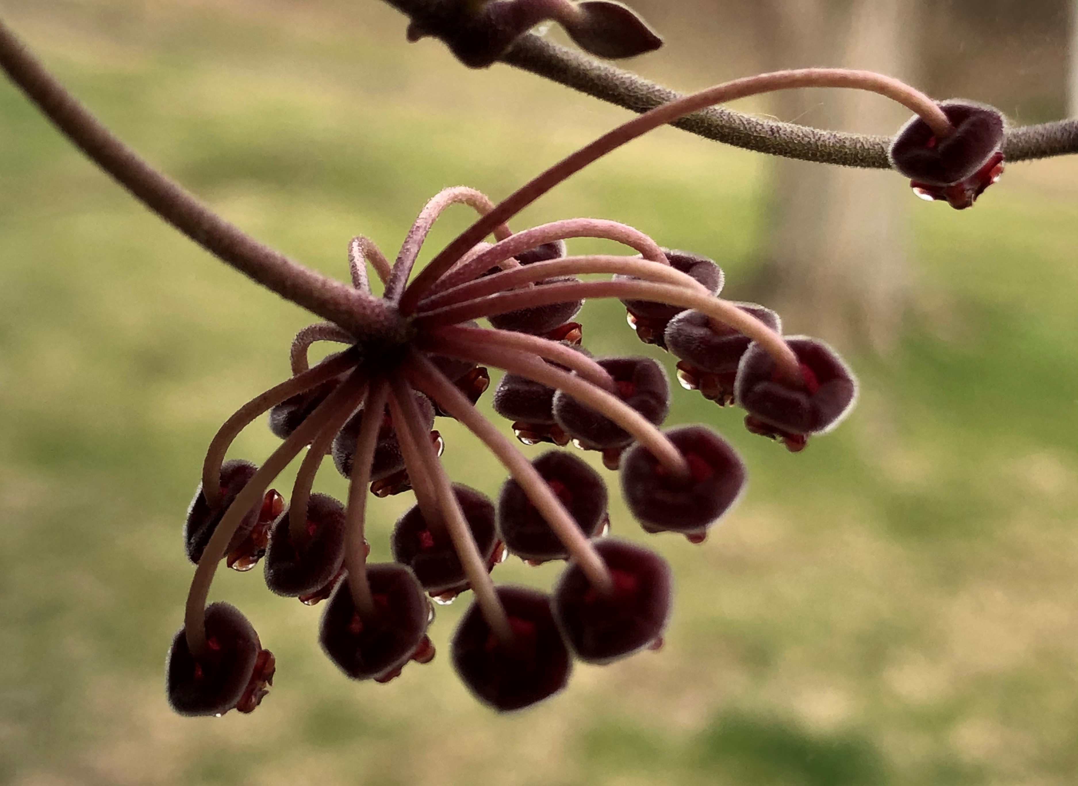 My Very First Hoya is Blooming! – Liquidambar Girl Gardening