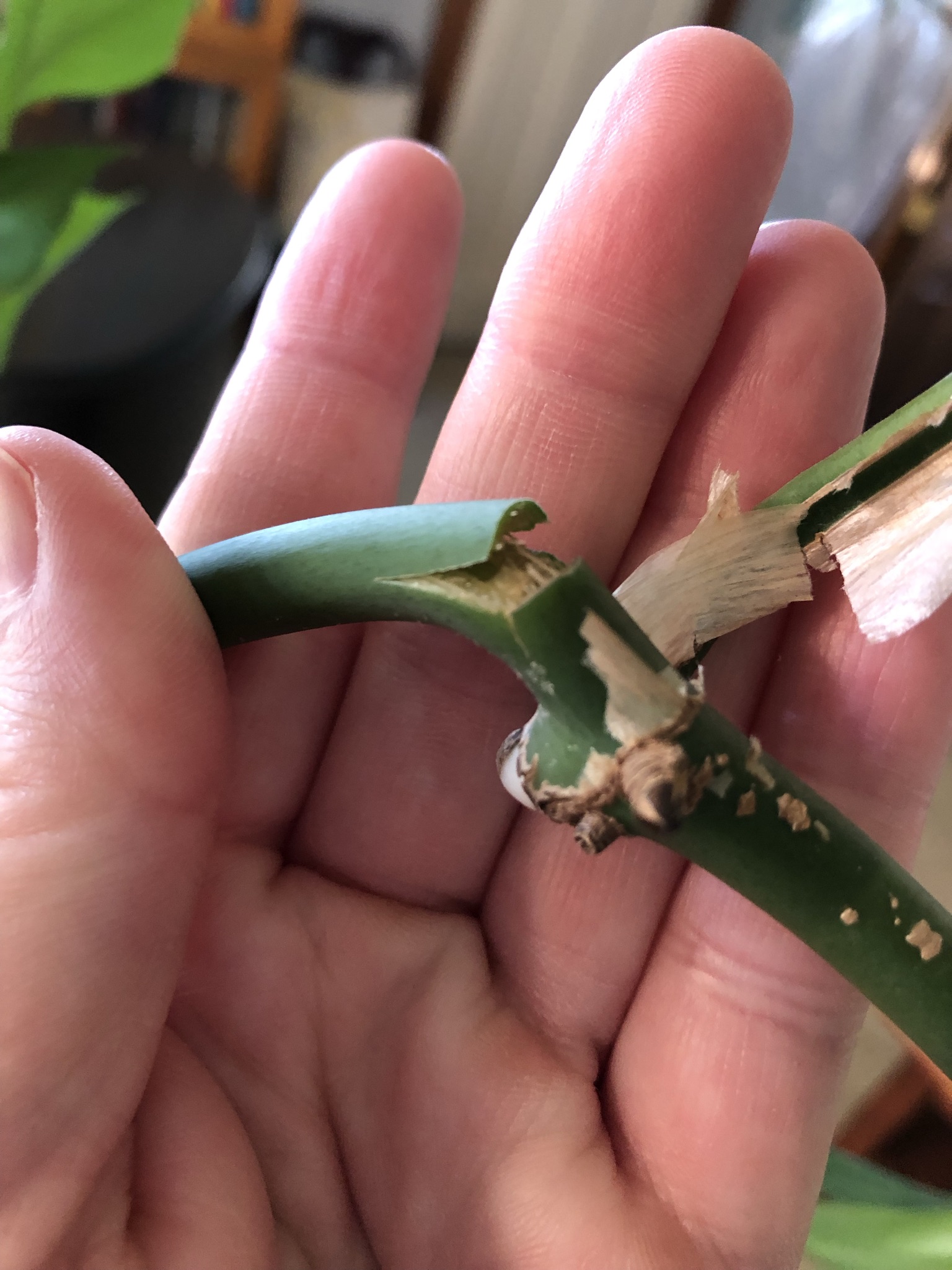 Plant Disaster – My Giant Rhaphidophora Snapped – Liquidambar Girl ...