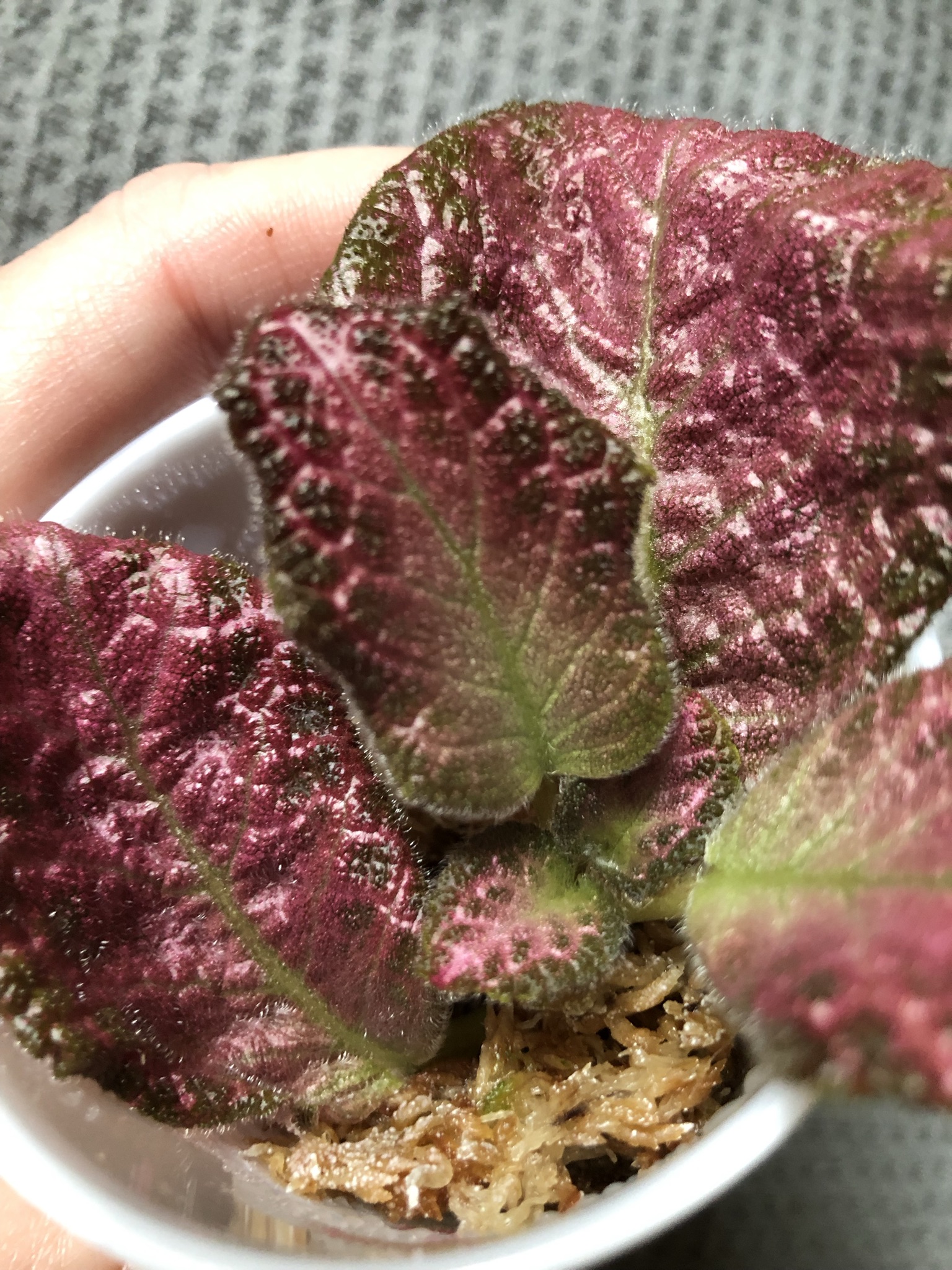 How to Care for Episcia ‘Strawberry Mist’ – Liquidambar Girl Gardening