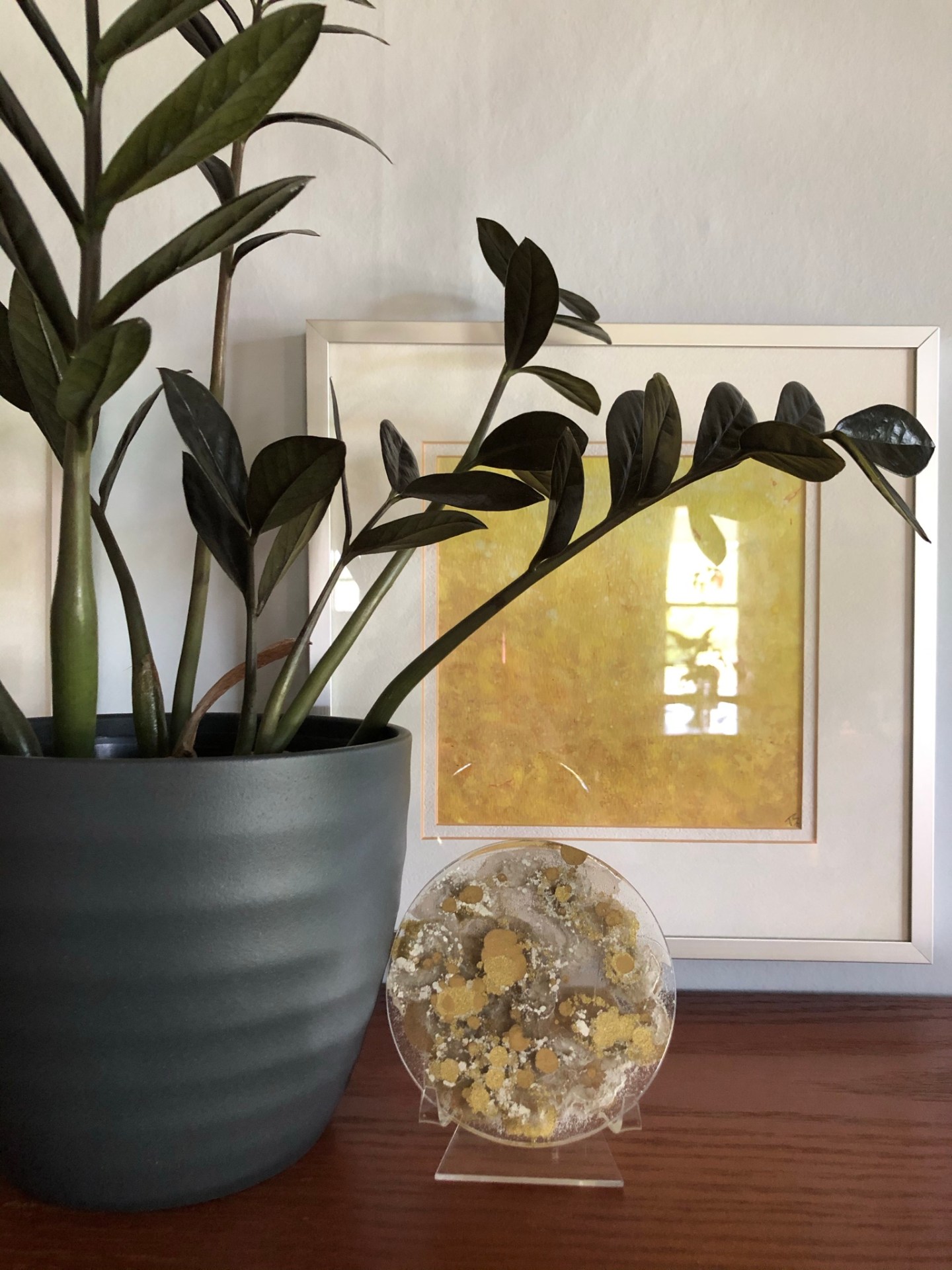 How to Care for the Raven ZZ – Liquidambar Girl Gardening