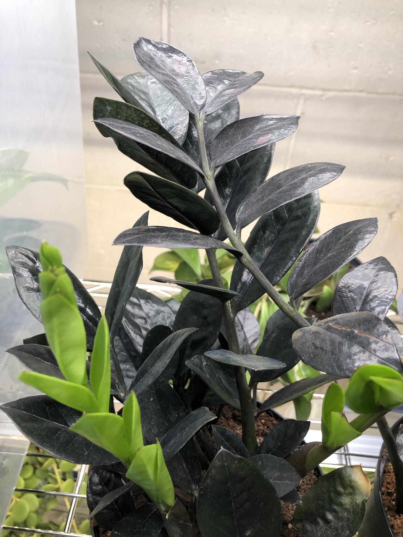 How to Care for the Raven ZZ – Liquidambar Girl Gardening