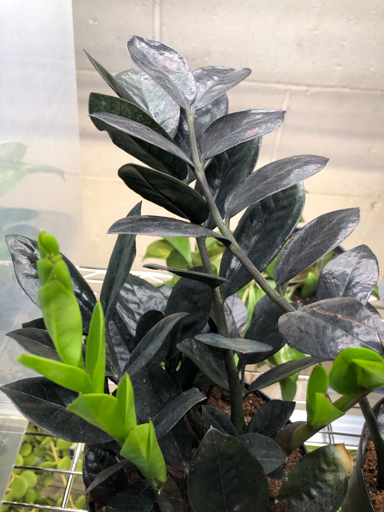 How to Care for the Raven ZZ – Liquidambar Girl Gardening