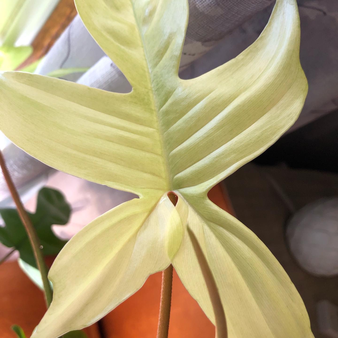 How to Care for Philodendron ‘Florida Ghost’ – Liquidambar Girl Gardening