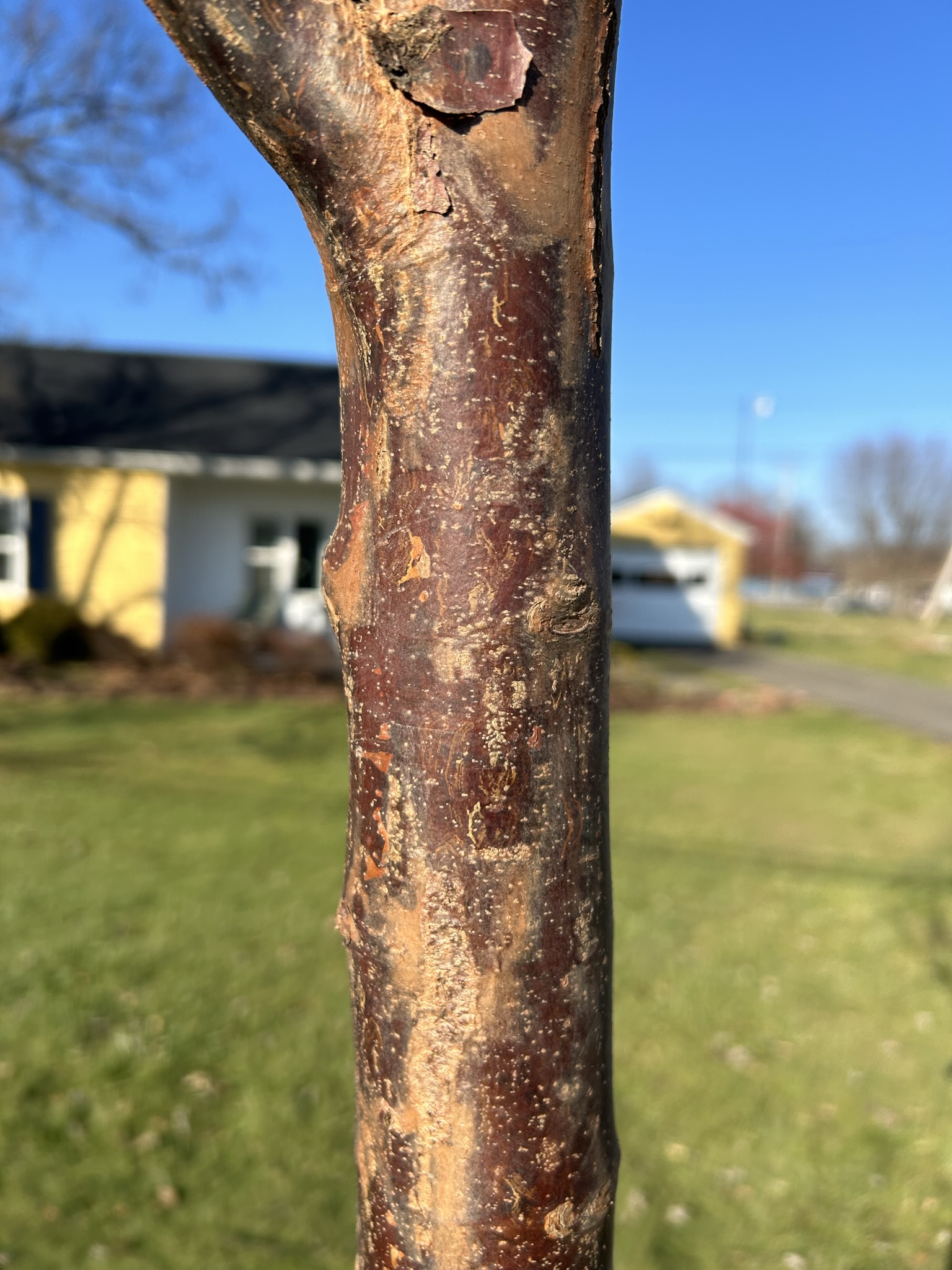My Dreamy Paperbark Maple Tree – Liquidambar Girl Gardening