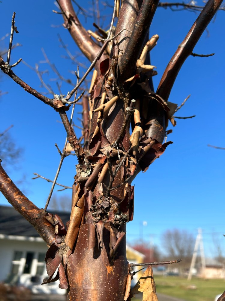 My Dreamy Paperbark Maple Tree – Liquidambar Girl Gardening