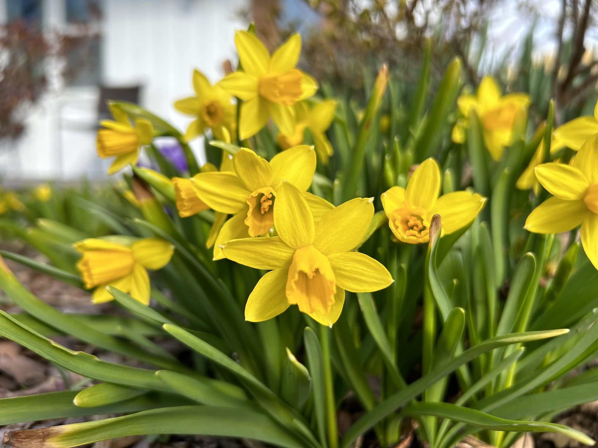Why Are All the First Spring Blooms Yellow? – Liquidambar Girl Gardening
