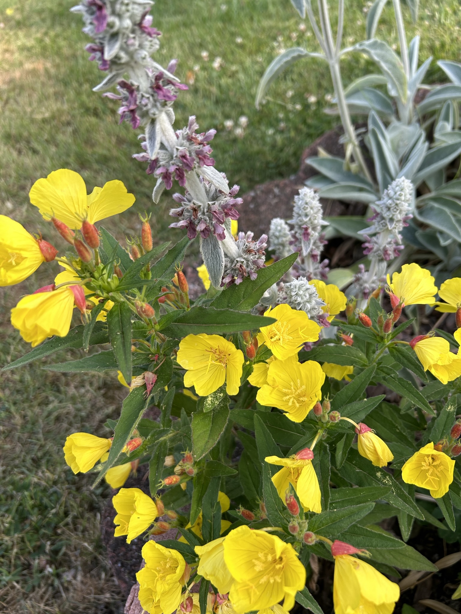 My Five Favorite Perennials – Spring 2023 – Liquidambar Girl Gardening